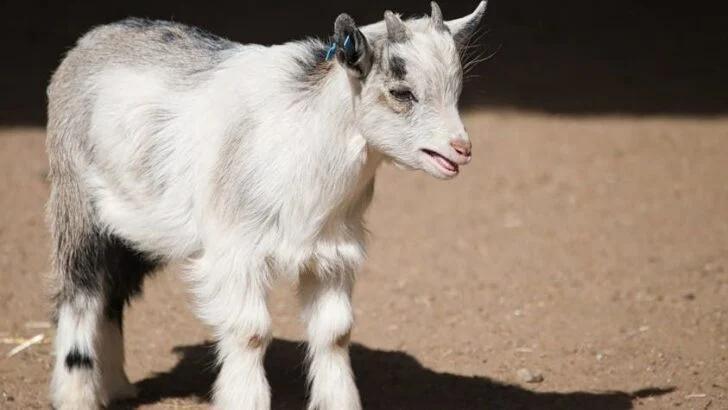Rescued Baby Goat’s Adorable Rides on Sheep Buddy Capture Hearts ...