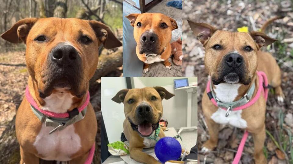 Dog who waited 1,000+ days in Summit County shelter finally finds ‘fur ...