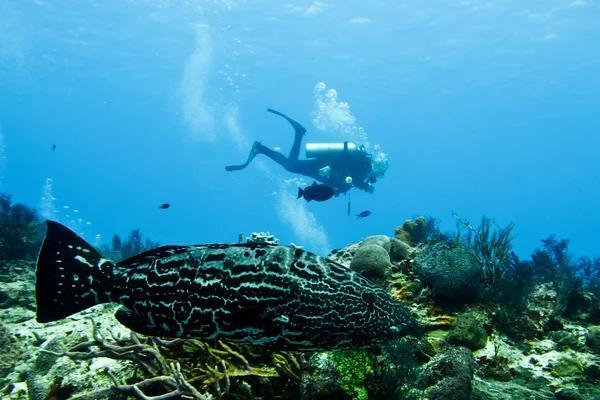 Best Shore Excursions In The Western Caribbean - NewsBreak