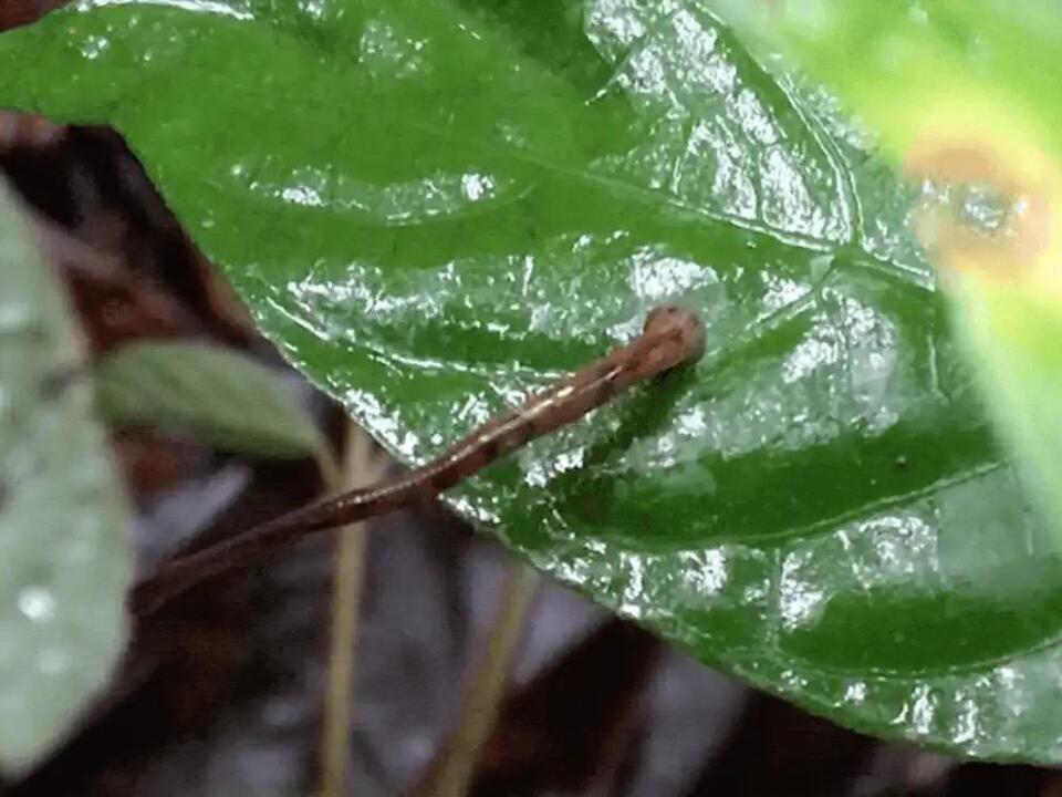 Newly Confirmed Jumping Leeches Are the Worst Fear You Didn't Know You Had