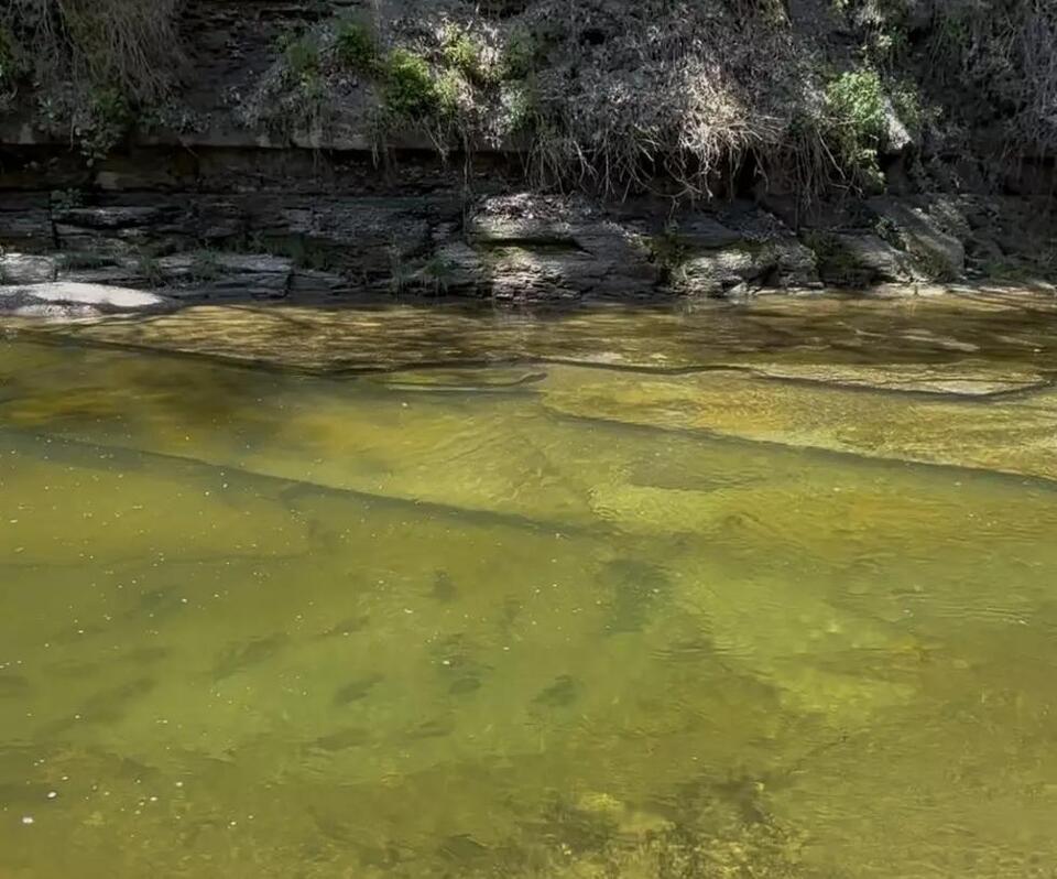SEE IT: Epic Trout Migration In New York State Creek - NewsBreak