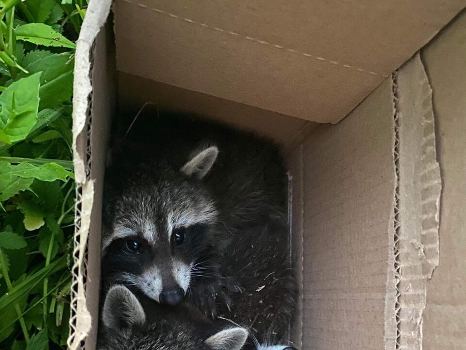 Regen Rx Clarion County Photo of the Day