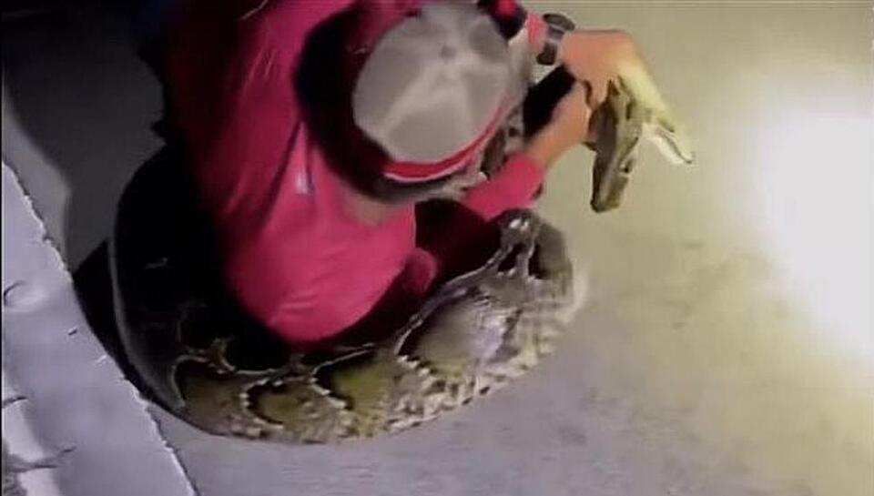 Florida Man Wrestles World-Record-Size Python in the Middle of the ...
