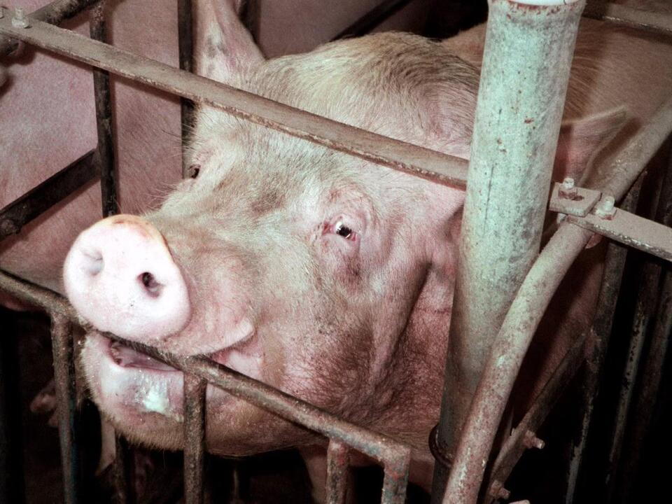 How Pig Welfare Became a States’ Rights Issue