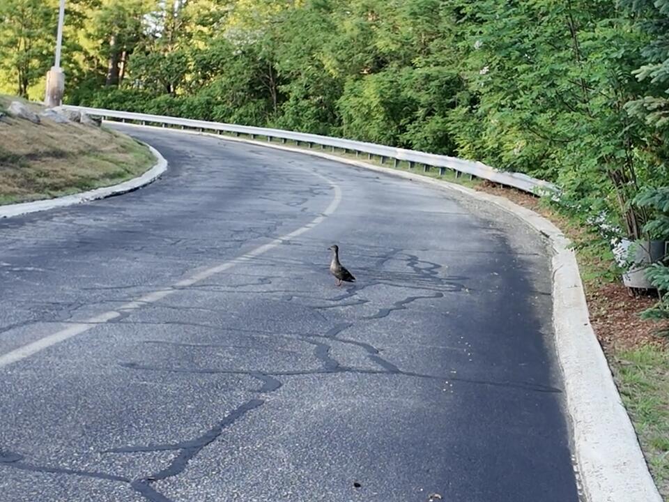 Duck, duck, sewer, popcorn – rescue