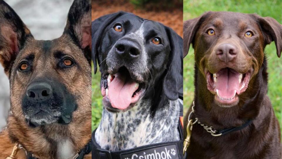TSA Dog Calendar Ready For 2024 - NewsBreak