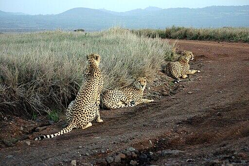 How Wildlife Corridors Are Saving Kenya’s Iconic Animals - NewsBreak