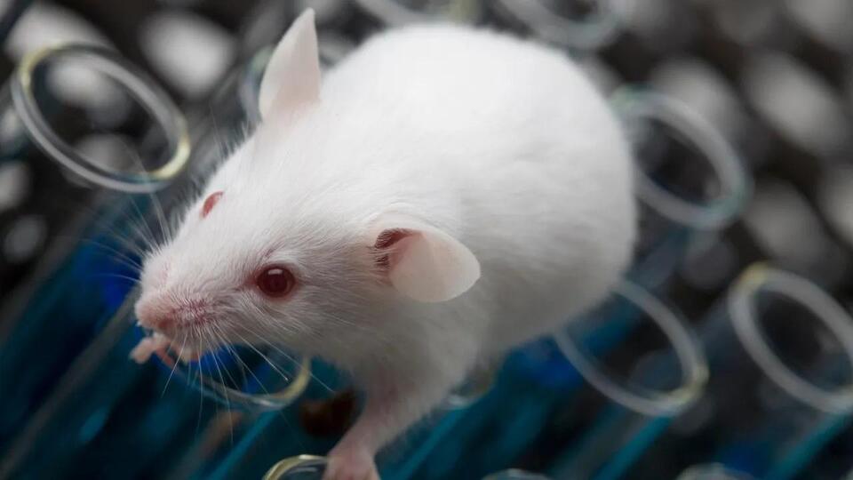Genetically Engineered Mice With Human Telomeres Offer New Aging Model ...