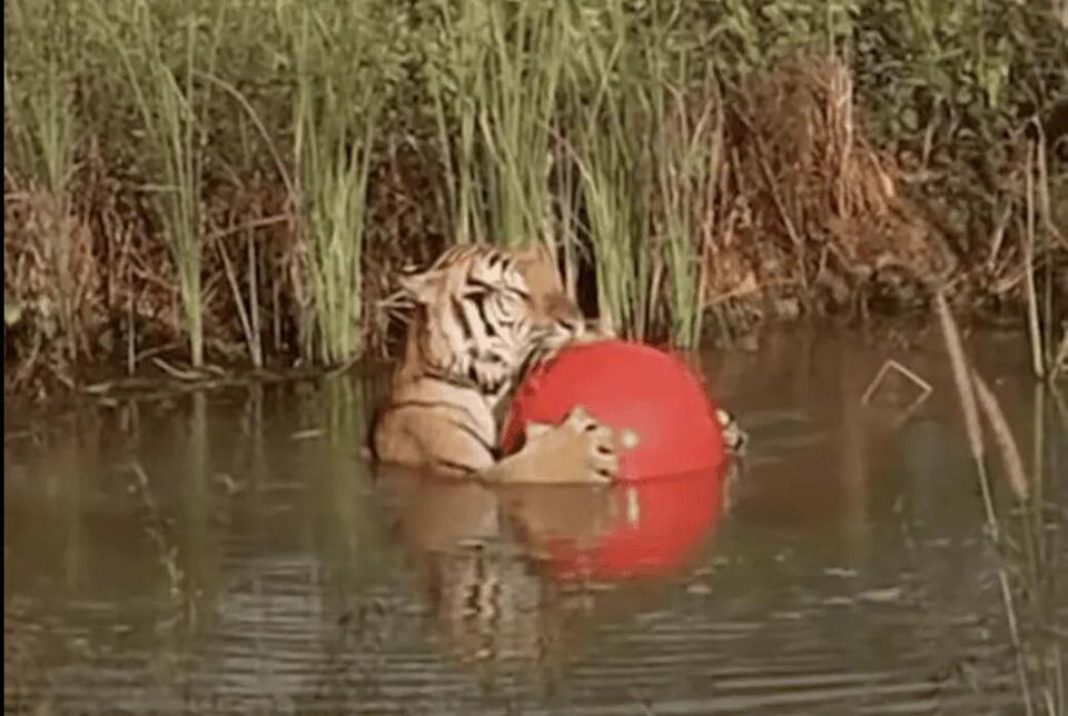 Rescue Tiger Maruay Happily Floating with His Ball in Thailand - NewsBreak