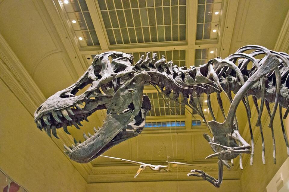 10 Times Fossil Hunters Struck Prehistoric Gold - NewsBreak