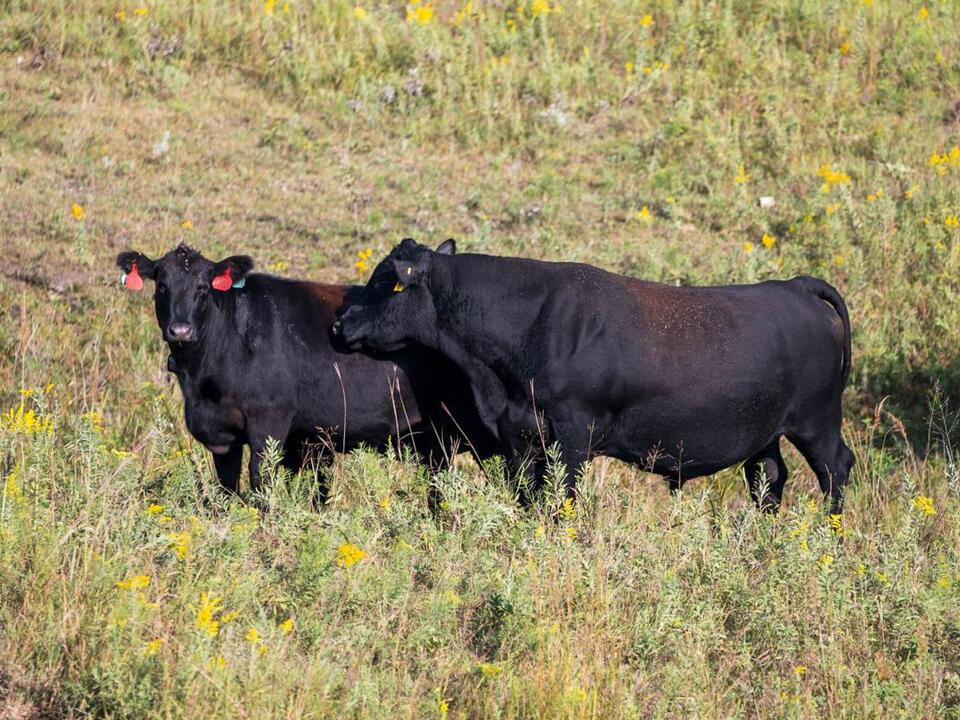 Bull health, labor availability play into deciding when to remove bulls ...