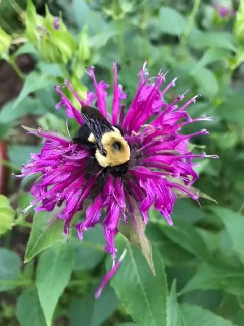 Bees can learn, remember, think and make decisions – here’s a look at ...