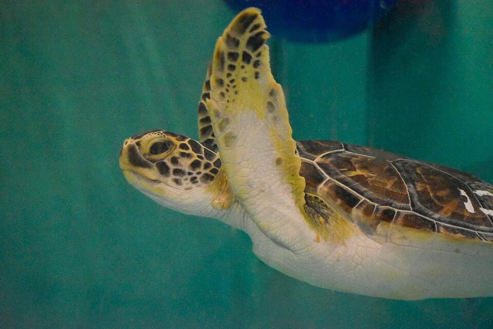 Popular Sea Turtle “Lucky Duck” among 13 Sea Turtles Successfully ...