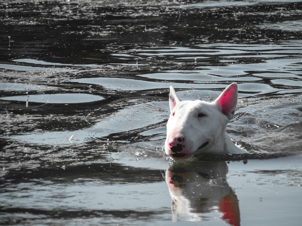 8 Bull Terrier Antics That Match a Bold, Fun Personality - NewsBreak