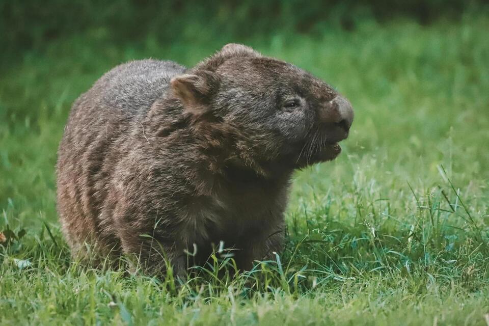 Why Wombats Poop Cubes (and What That Says About Their Guts) - NewsBreak