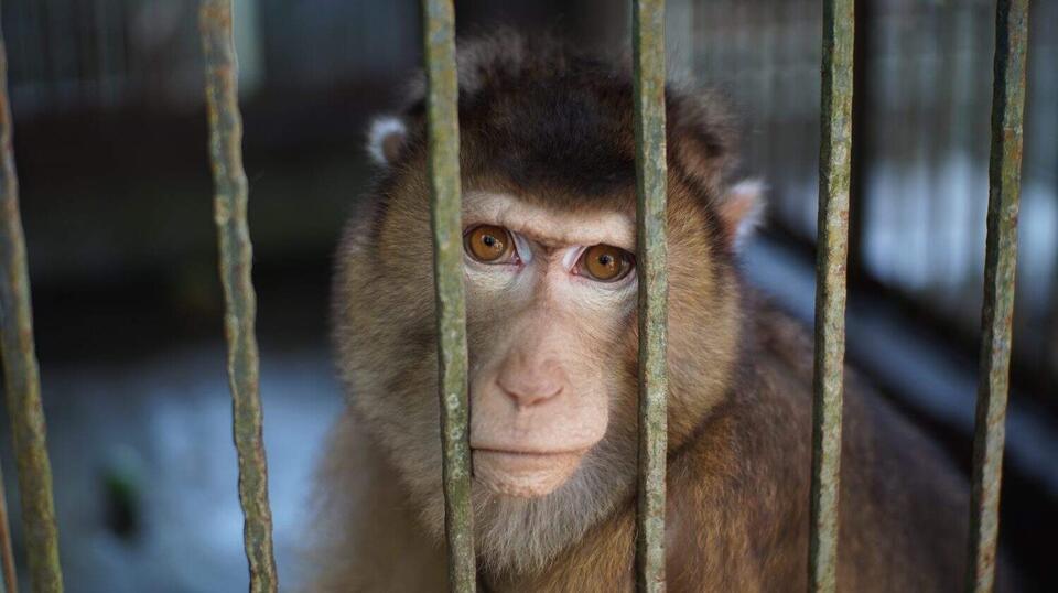 The CDC Is Ending Testing on Monkeys. Here’s What We Know. - NewsBreak
