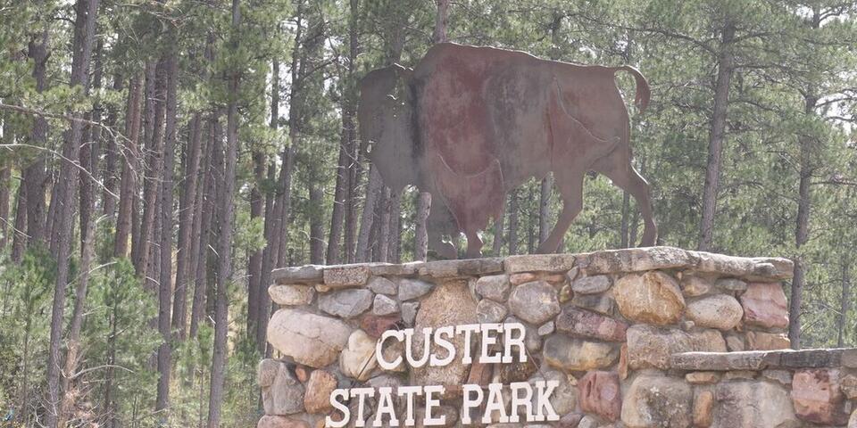 70-year-old dies after being struck by bison on hiking trail, wildlife ...