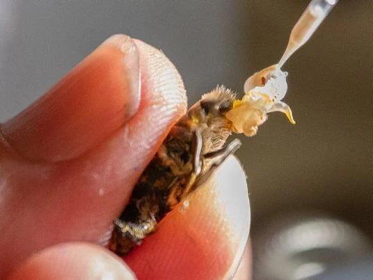 Summertime for Bees: PA Recognizes Pollinator Week and Winter Storage ...