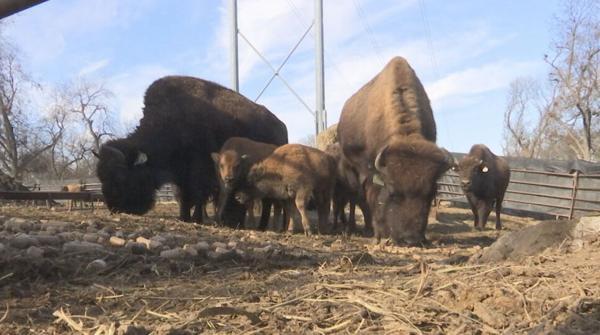 Two Oklahoma tribes receive funds for bison herd expansion - NewsBreak