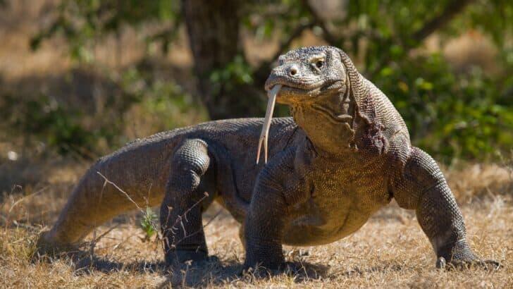 The Fearsome Komodo Dragon Earth’s Largest Lizard - NewsBreak