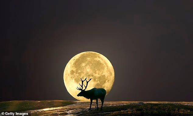 'Moon Illusion' will appear in the night sky TOMORROW... here's how to ...