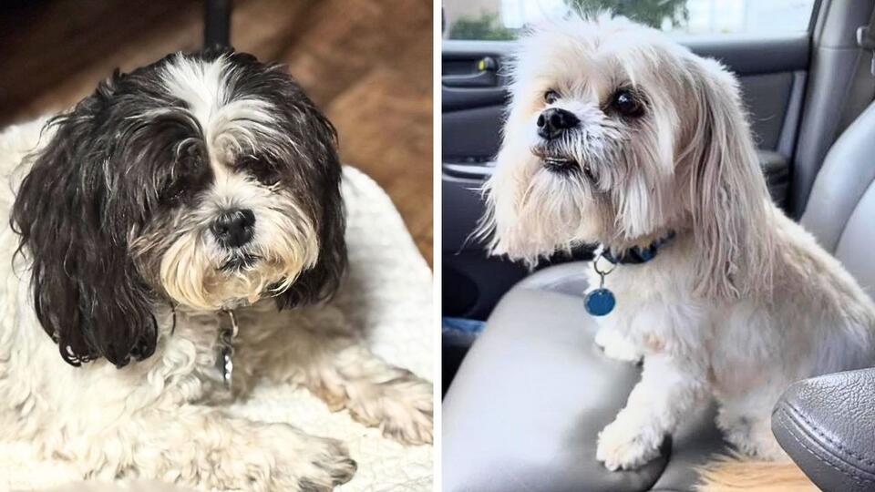 Meet The Two Bonded Shih Tzu Mixes Who Are Searching For Love Together ...