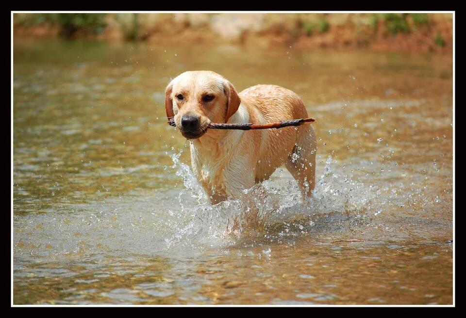 Yellow Lab’s Path from Starvation to Savior: Healing a Grieving Heart ...