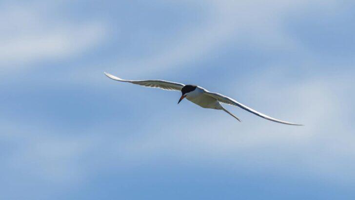 The Longest Migration on Earth—Completed by a Bird - NewsBreak