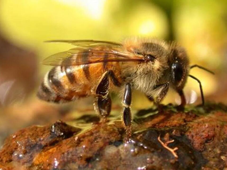 Invasive 'killer bees' found in Alabama pose risks to humans and animals
