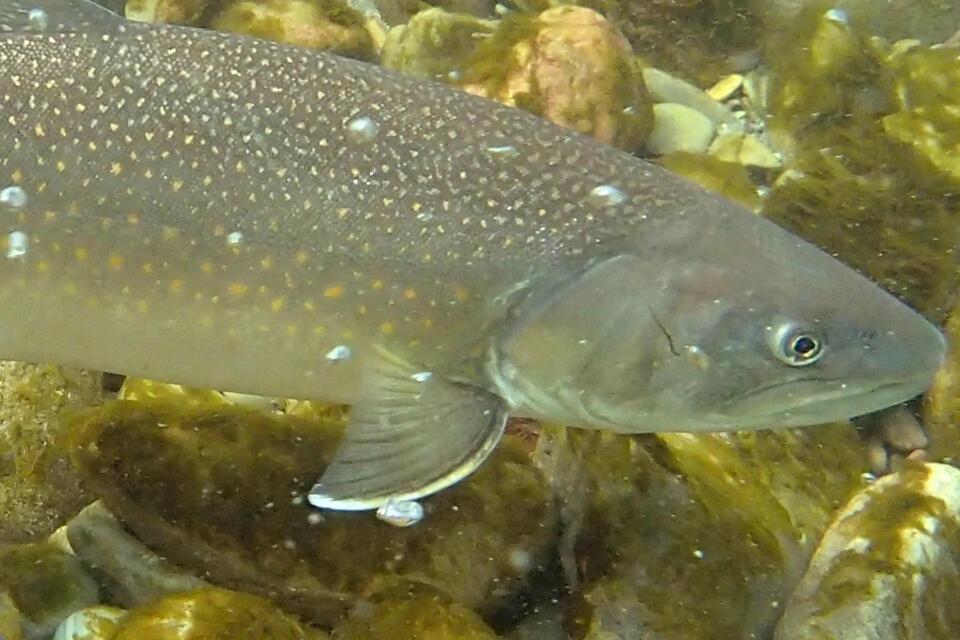 When You Unexpectedly See a 40-Inch Giant - NewsBreak