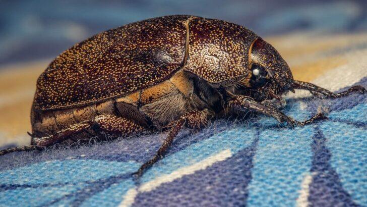 7 Things in Your Bedroom That Bed Bugs Love - NewsBreak