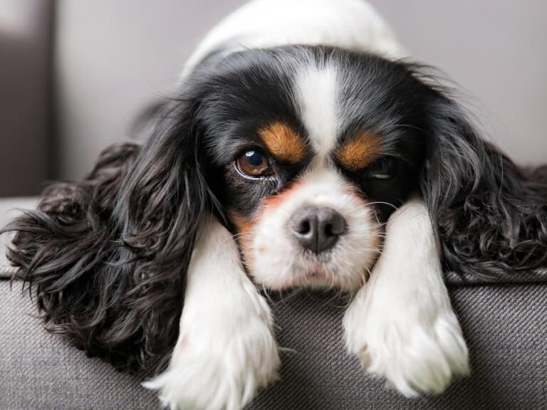 6 Calm Dog Breeds Known for Their Relaxed Personalities: King Charles ...
