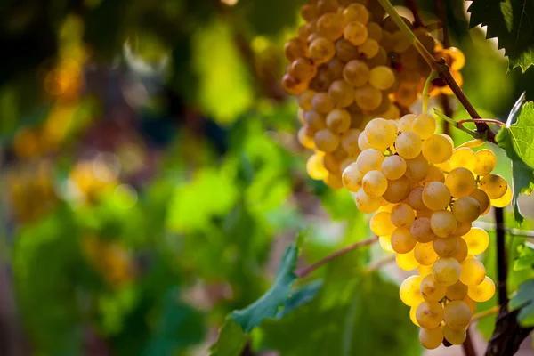 Farm Stays in Tuscany for Foodies - NewsBreak