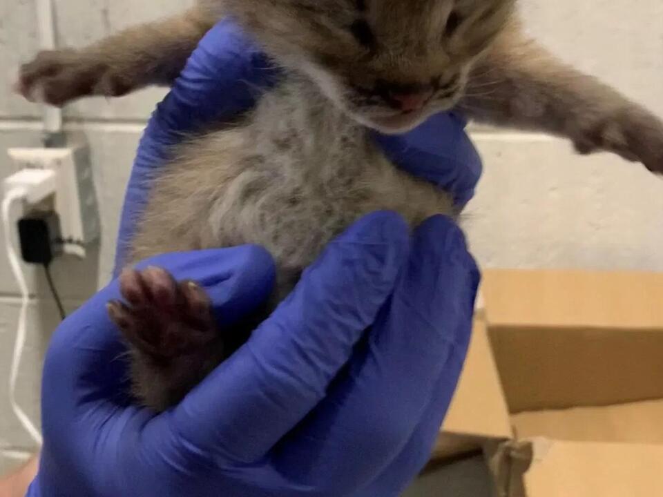 John Ball Zoo welcomes three new lynx kits