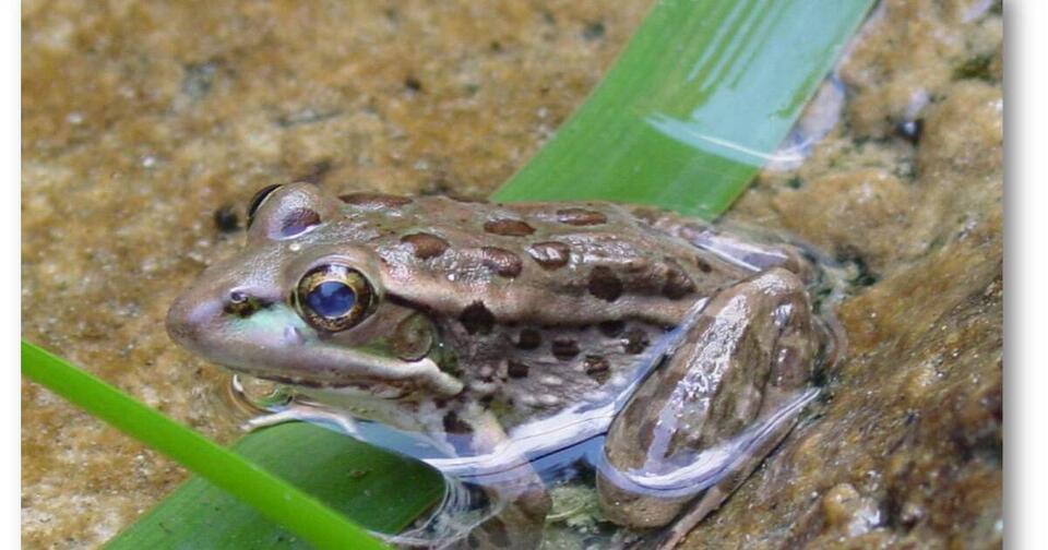 Relict Leopard Frog Reintroduction Succeeds After Bullfrog Removal ...
