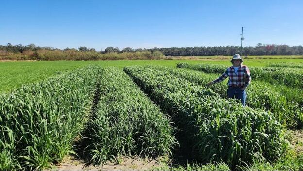 2025 Cool-Season Forage Official UF/IFAS Variety Trial Results - NewsBreak