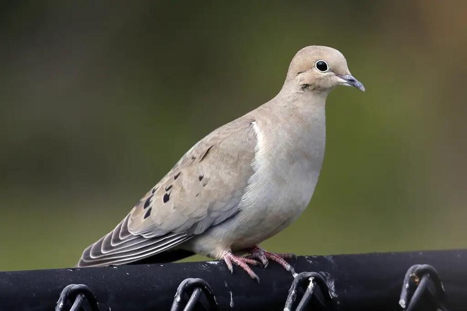 4 Types of Doves in Illinois (With Pictures and Identification) - NewsBreak