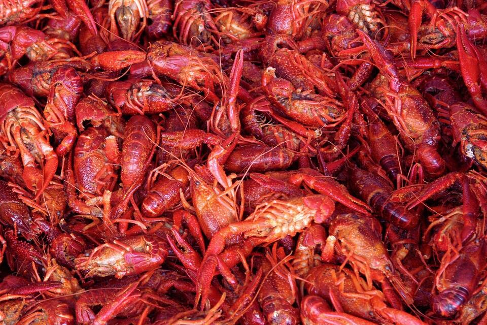 2025 Crawfish Season: Will It Deliver After Last Year’s Bust? - NewsBreak