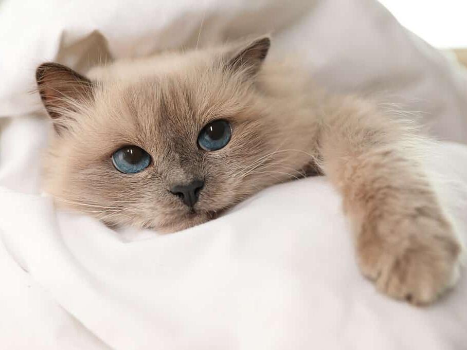 Understanding Your Cat: 5 Types of Cats Personalities