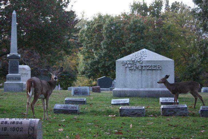 Medina deer hunting program results in 18 deer harvested - NewsBreak