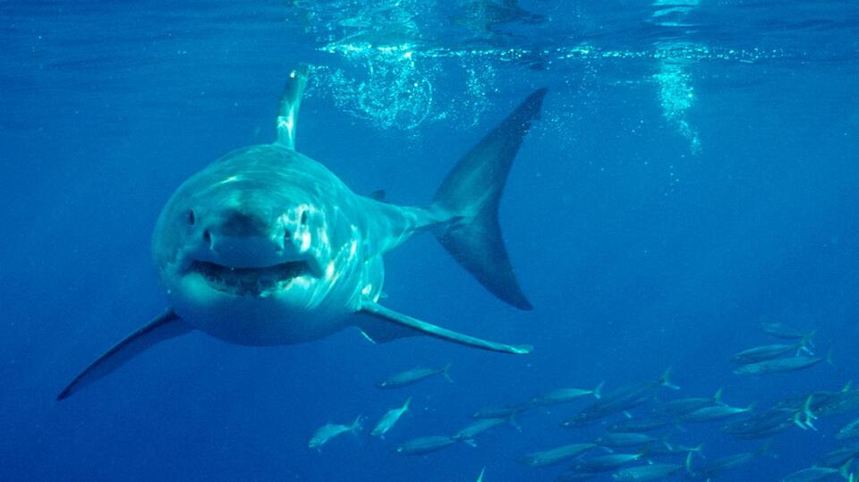 Shark Bites Woman at Popular Beach Destination - NewsBreak