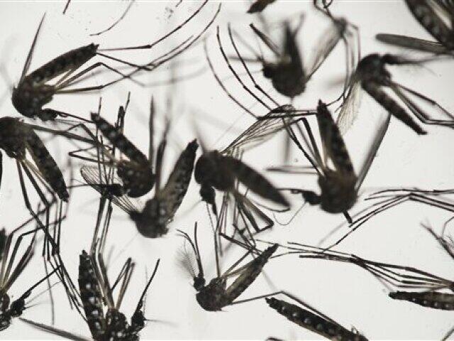 Missouri officials issue caution over ‘marked increase’ in West Nile ...