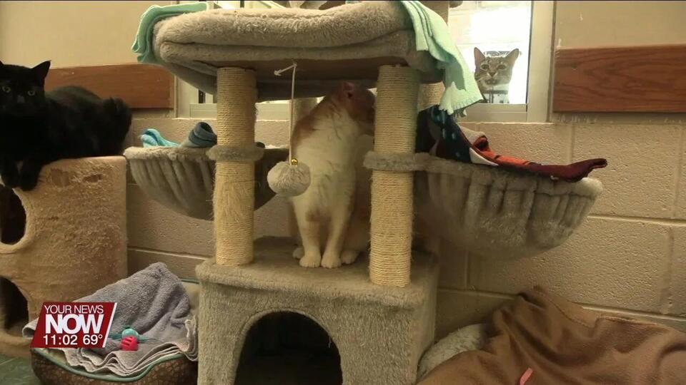 Ohio SPCA & Humane Society will have lower cat adoption fees for June ...