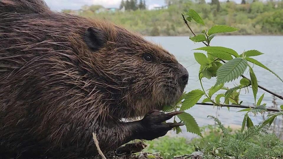 ChewBarka: The Beaver That Became A Worldwide Sensation For Flipping ...