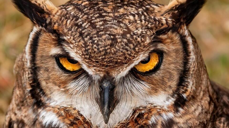 Night Vision & Silent Wings: Meet Massachusetts' Stealthiest Predator ...