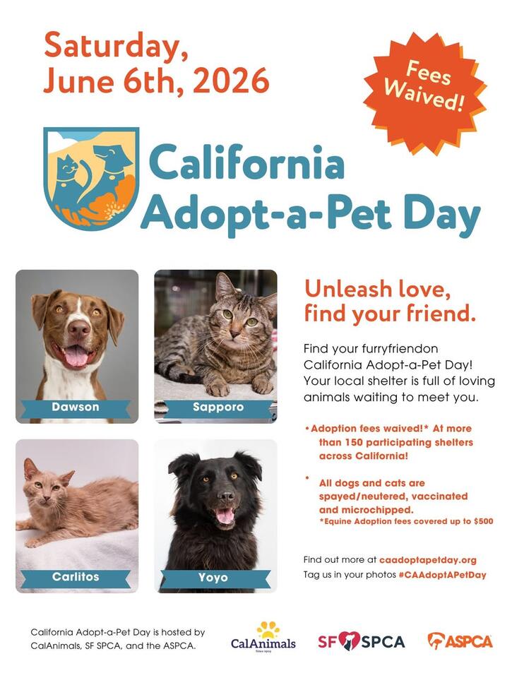 Free Pet Adoptions at Palm Springs Shelter - NewsBreak