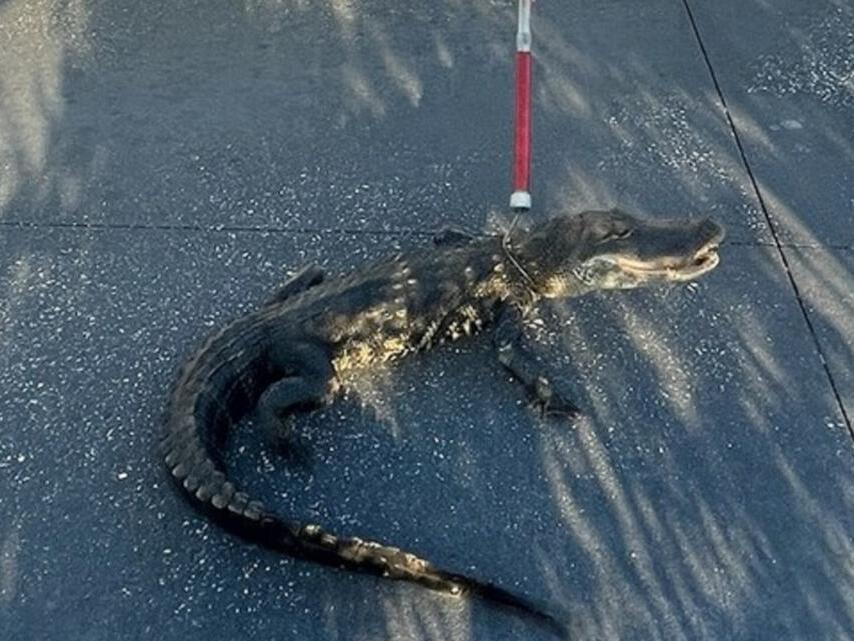 No car, no problem: Gator walks through Starbucks drive-thru