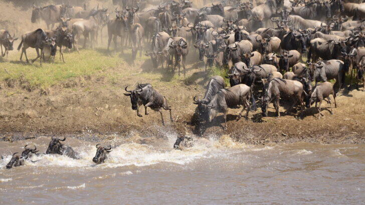 How Wildlife Corridors Are Saving Migrating Animals - NewsBreak