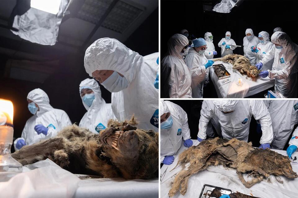 44,000-year-old mummified wolf discovered well-preserved in Russia ...