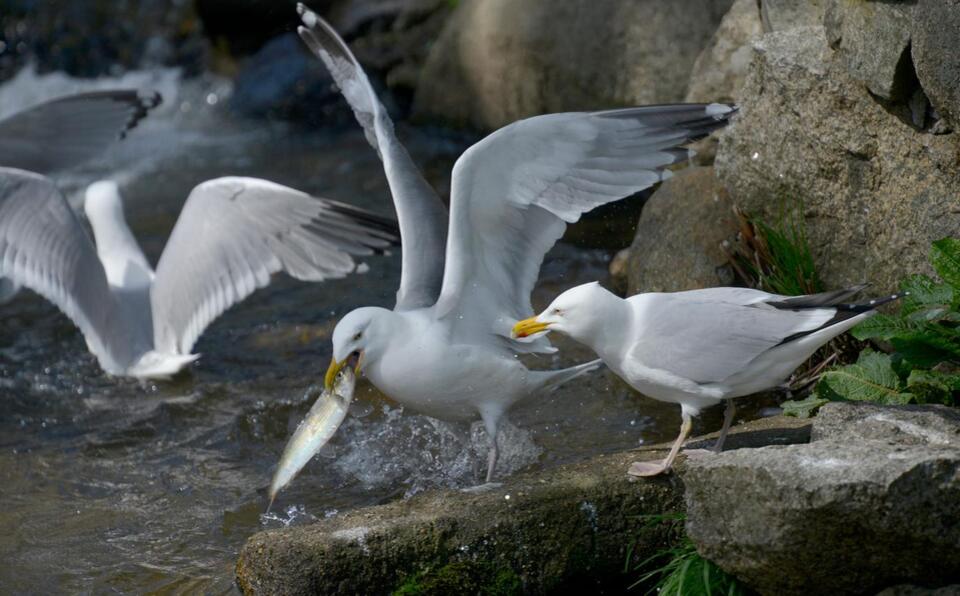 Watch Cape Cod seagulls fight for lunch at Brewster herring run. Video ...